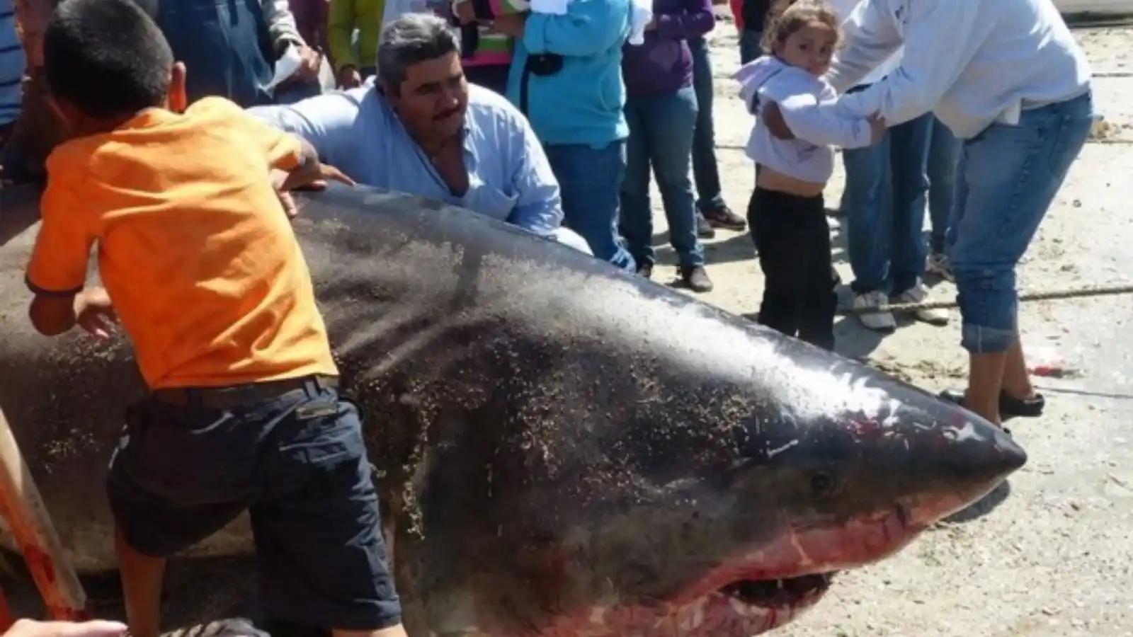 Shark mauls 13-year-old boy to death on Brazil beach | Intel Region