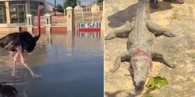 Crocodile, snakes and other dangerous animals take over streets as ...