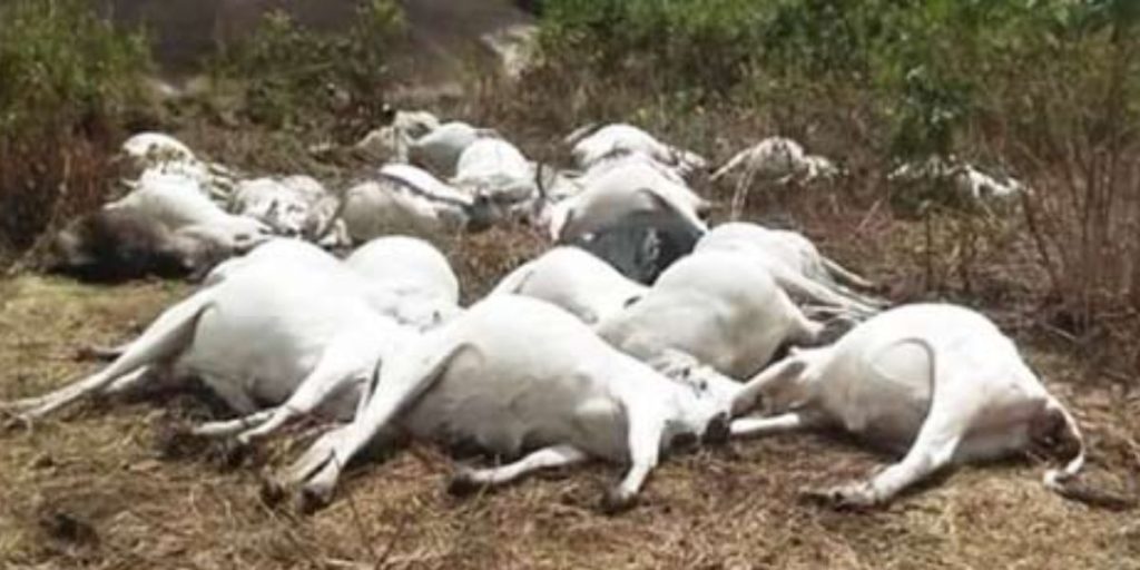 32 cows die of suspected poisoning in Plateau | Intel Region