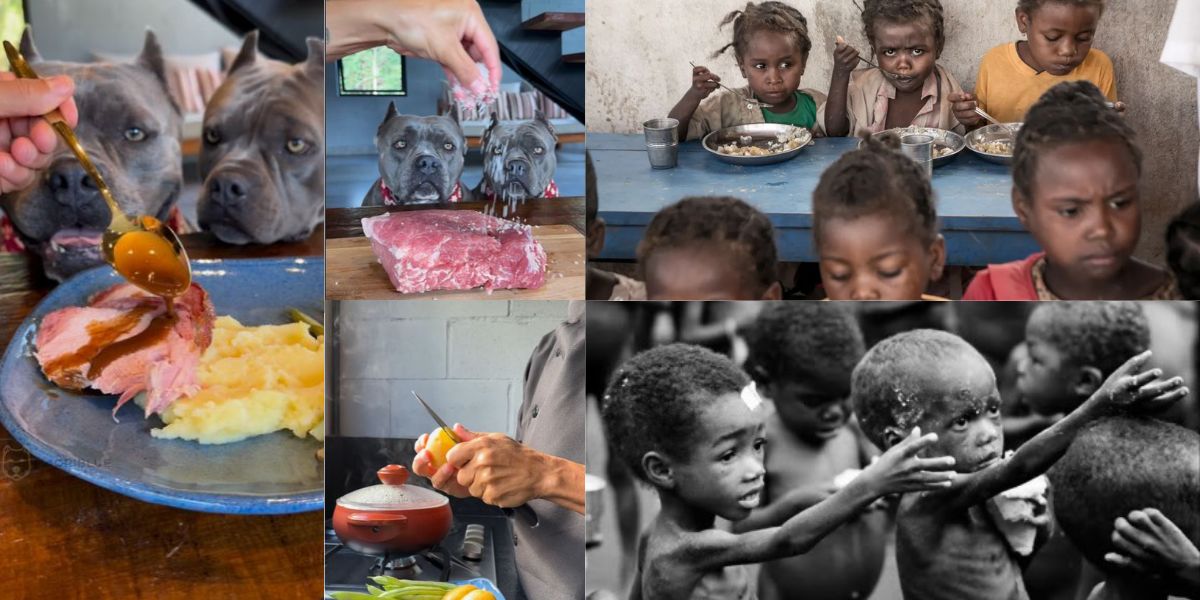 "And some children are dying of hunger" - Video of two dogs eating ...