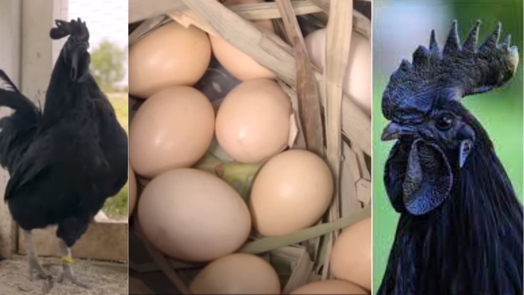 "How much come be human being" - Video shows black chicken worth N5.1m ...